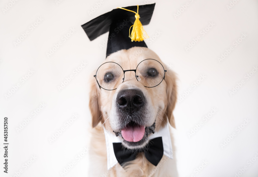 A dog in a graduate costume. A golden retriever in a black graduation ...