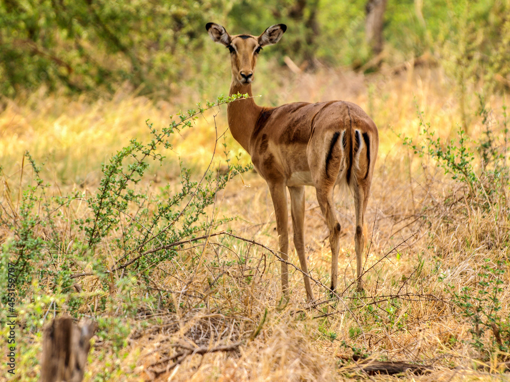 Impala looking back at camera Stock Photo | Adobe Stock