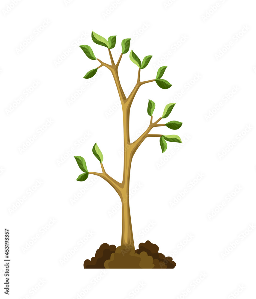 Stage of tree growth. Small tree growth with green leaf and branches ...