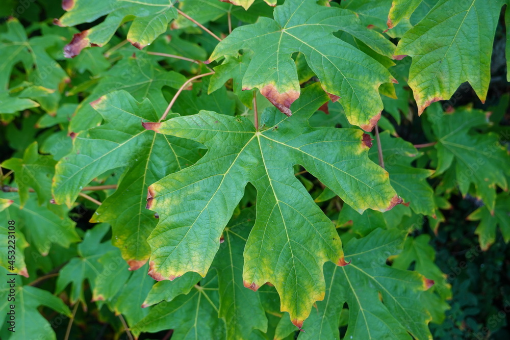 The bigleaf maple(Acer macrophyllum) has the largest leaves of any ...