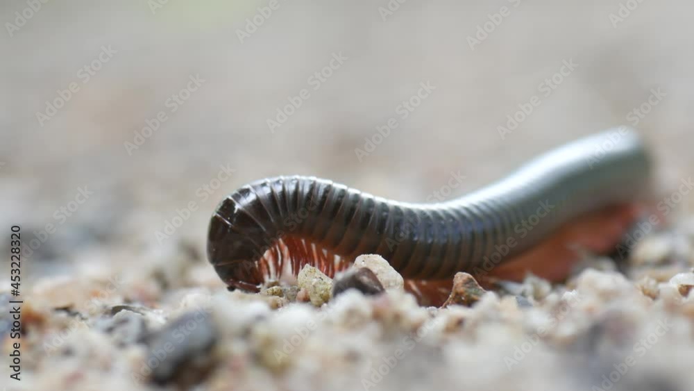 The millipede is a family of invertebrates. have a hard shell The body ...