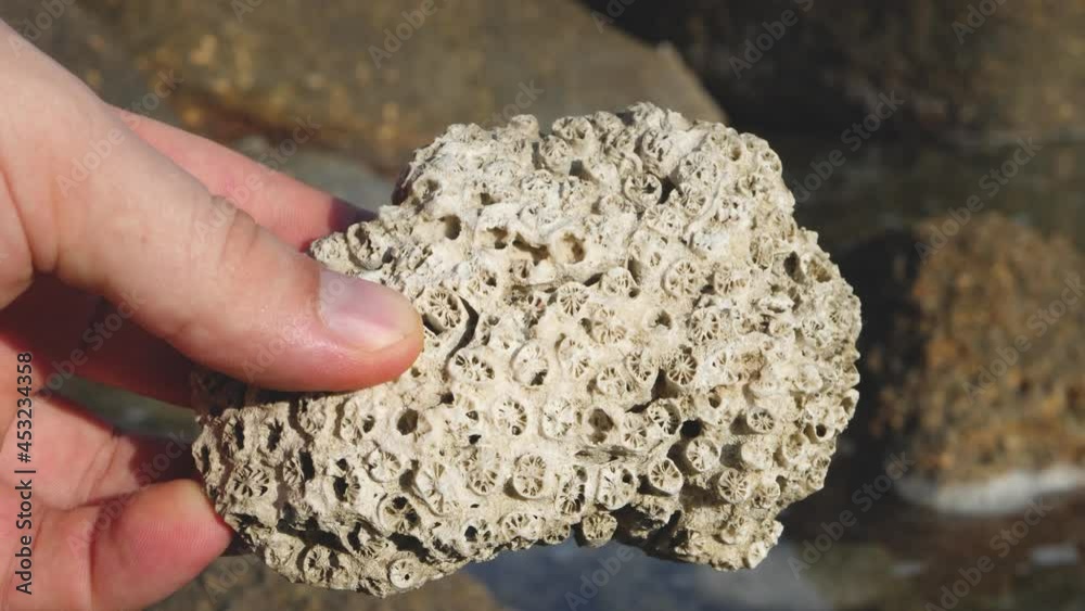Marine biologist analyzing tropical seashore organism. Male hand hold ...