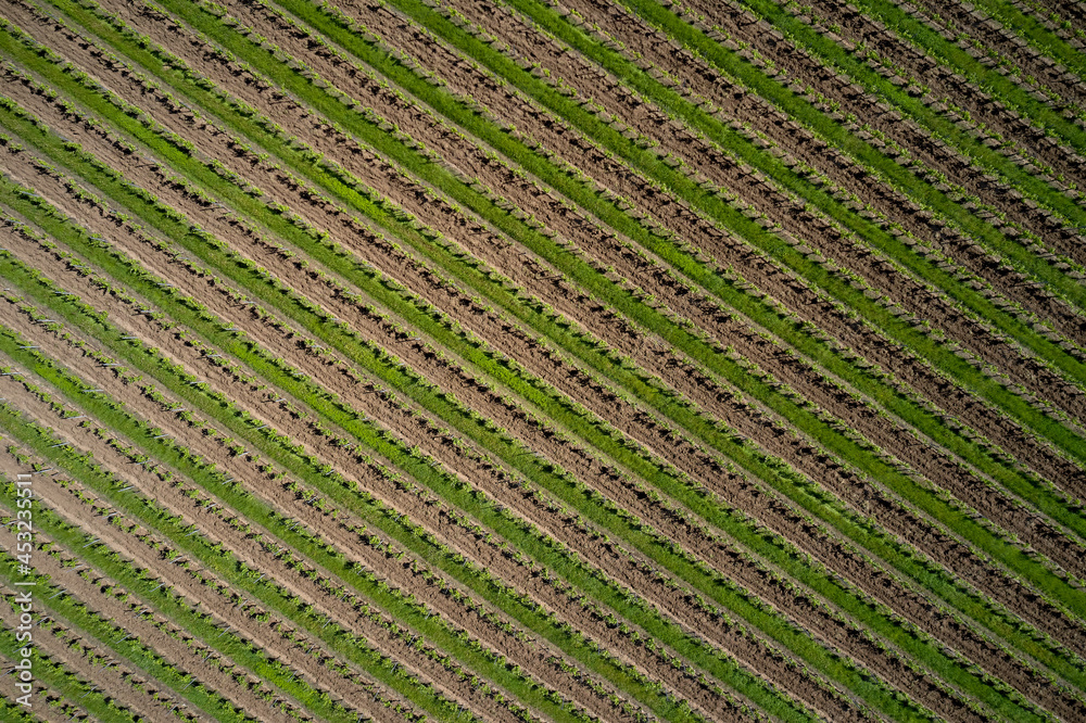 Diagonal Rows of vineyards aerial view. Grape plantation in Italy top ...
