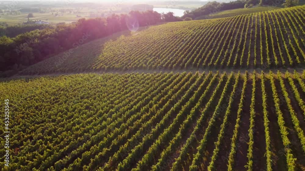 Aerial view Bordeaux Vineyard at sunrise,film by drone in summer, Entre ...