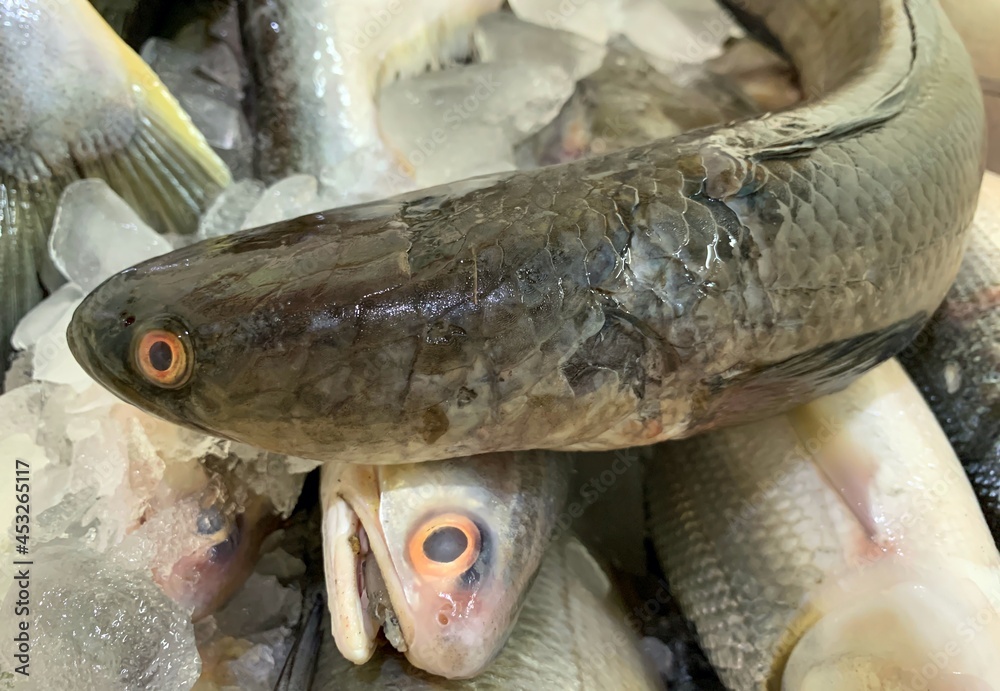 Snakehead fish (Channa striata) in the ice box Stock Photo | Adobe Stock