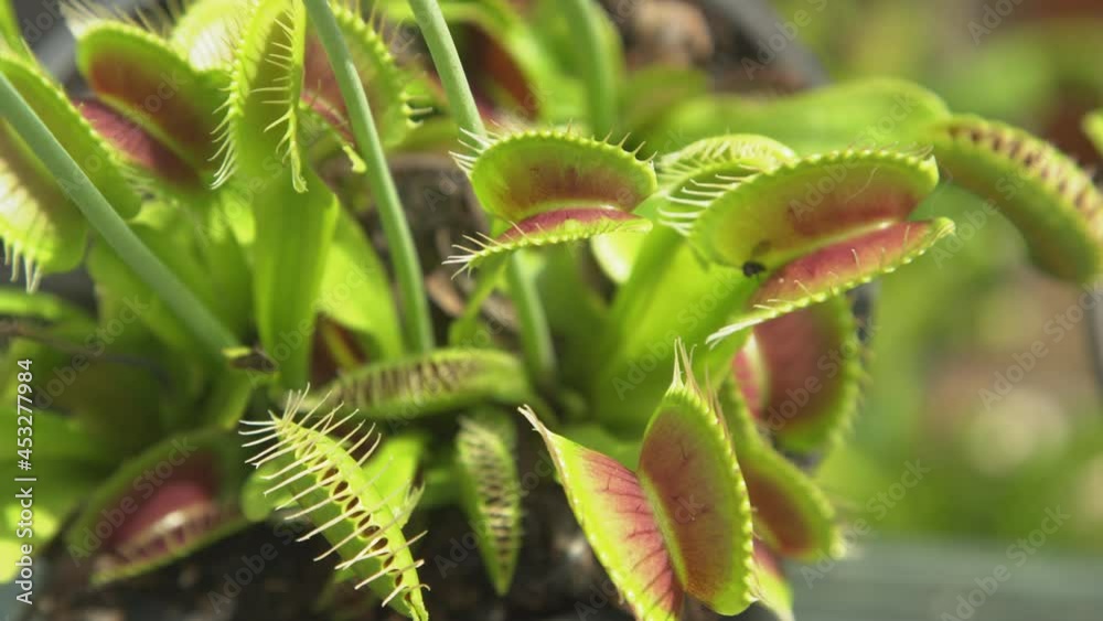 CLOSE UP, DOF: Detailed view of exotic venus flytrap flower and its ...