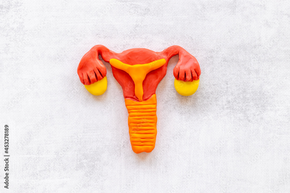 Uterus of female reproductive system. Anatomical model top view Stock ...