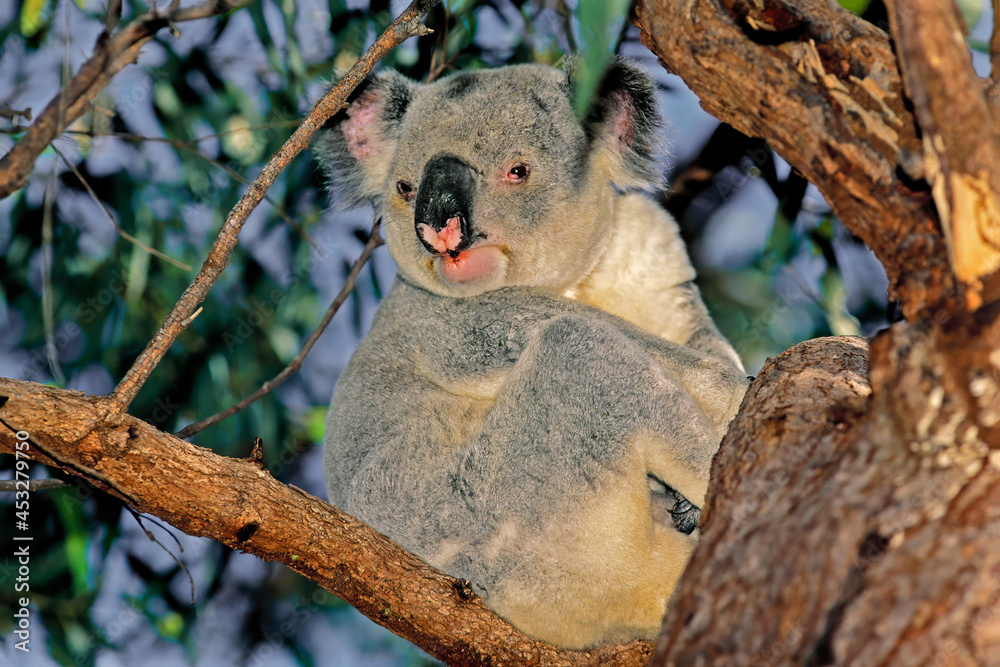 Koala sitting in a tree - Australia Stock Photo | Adobe Stock