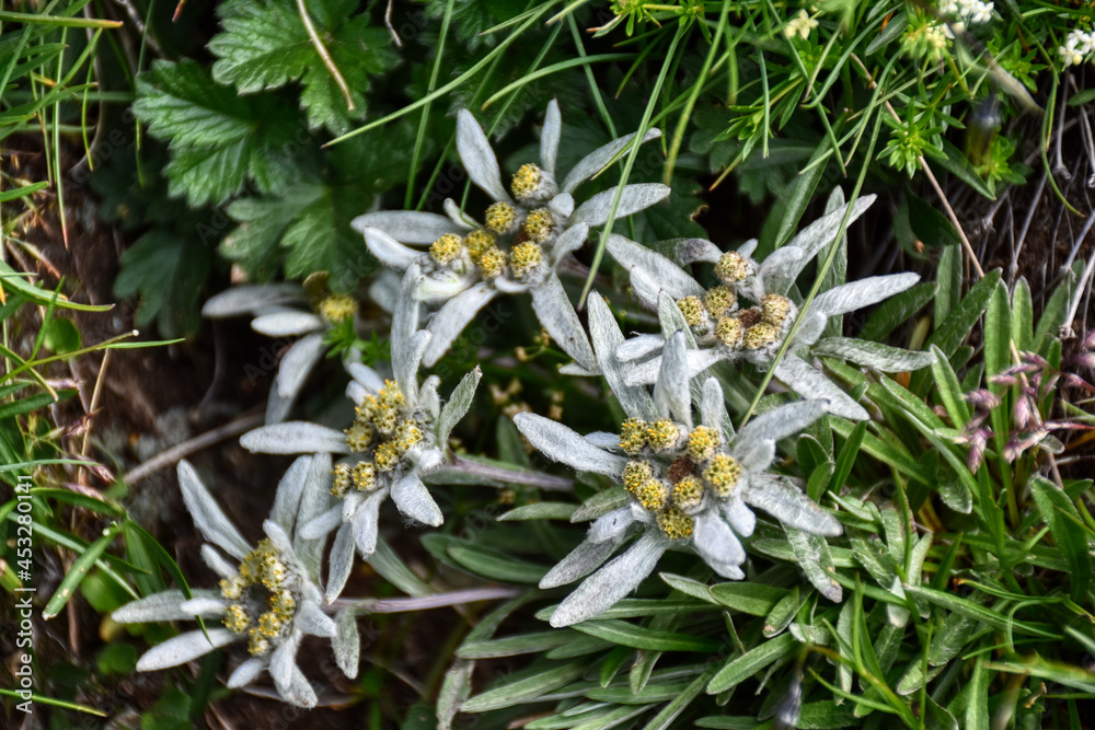Edelweiß, Blume, Hochgebirge, Leontopodium nivale, Korbblütler, Alpen ...