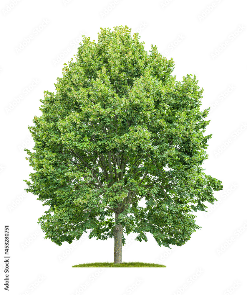 Freigestellte Linde vor einem weißen Hintergrund Stock Photo | Adobe Stock Freigestellte Linde vor einem weißen Hintergrund Stock Photo | Adobe Stock