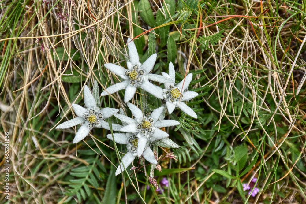 Edelweiß, Blume, Hochgebirge, Leontopodium nivale, Korbblütler, Alpen ...