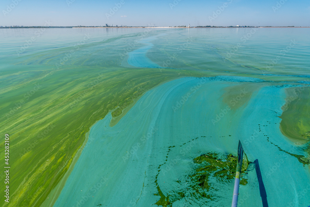 Water pollution by blooming blue-green algae - Cyanobacteria is world ...