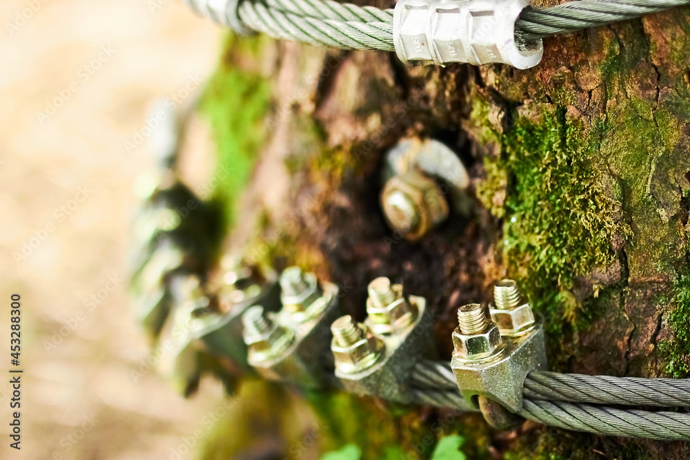 Climbing anchor bolted into a tree. Reinforcement rope. Mountaineering ...