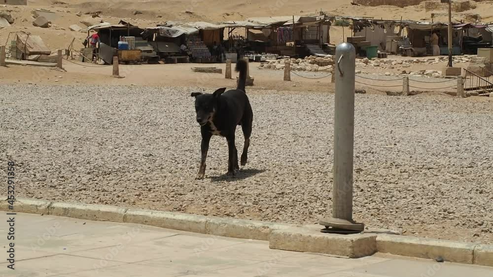 A homeless black dog walks from souvenir shops near the pyramids of ...