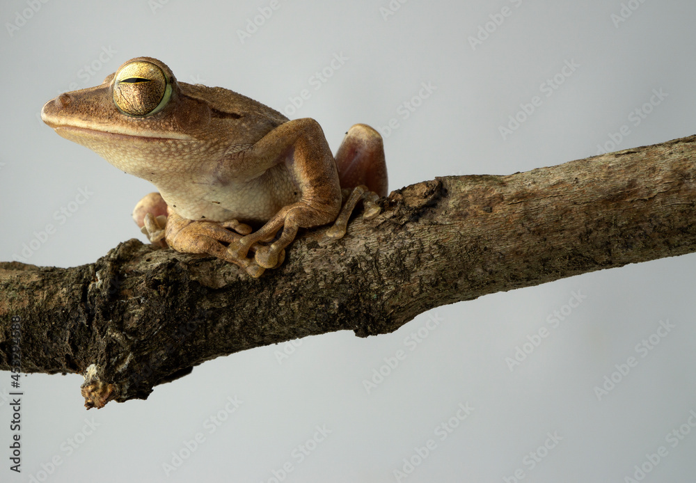Tree frog balancing on a tree branch showing off its big eyes used to ...