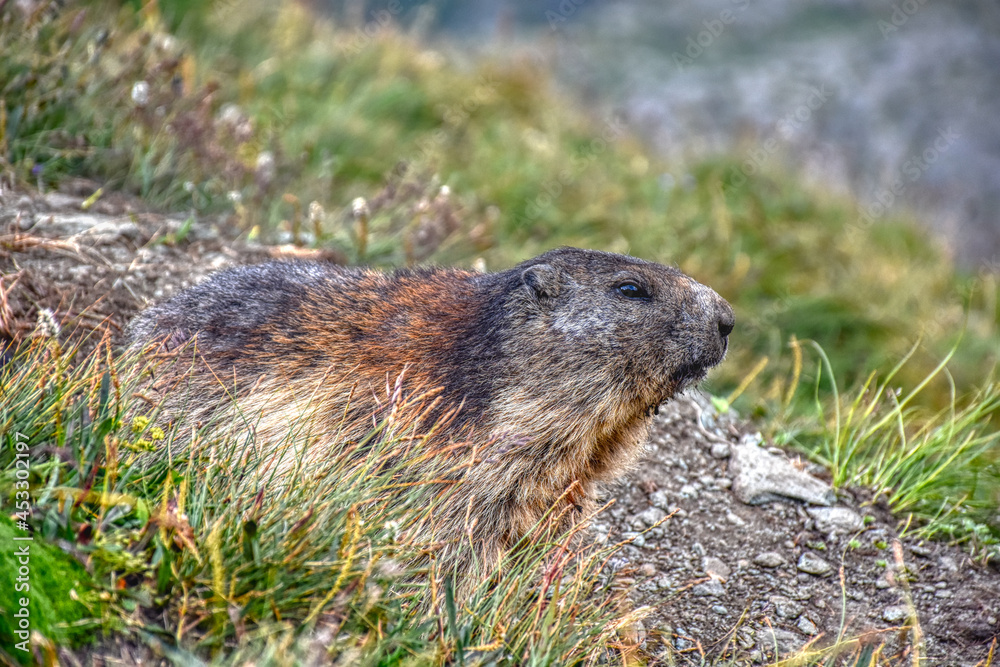 Murmeltier, Murmeltiere, Mankei, Munggen, Nagetier, Erdhörnchen ...