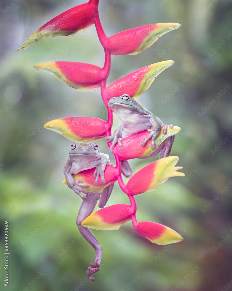 Exotic Tree Frogs Playing Around in natural background, fantastic for ...