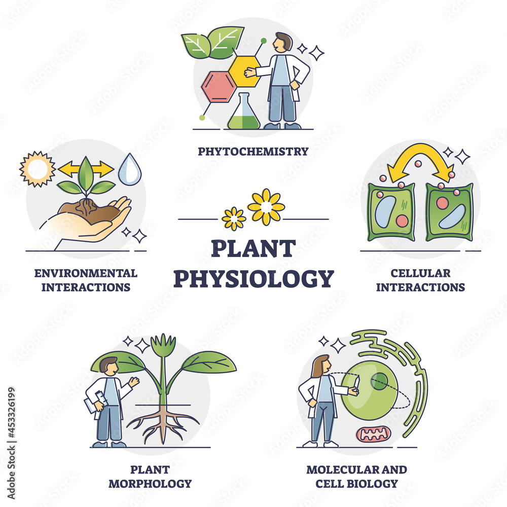 Vetor de Plant physiology five key areas study and research outline ...