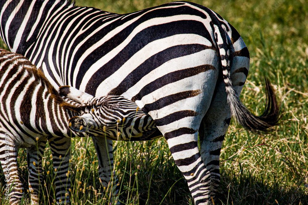 Baby zebra nurses from his mother in Ngorongoro crater, Tanzania ...