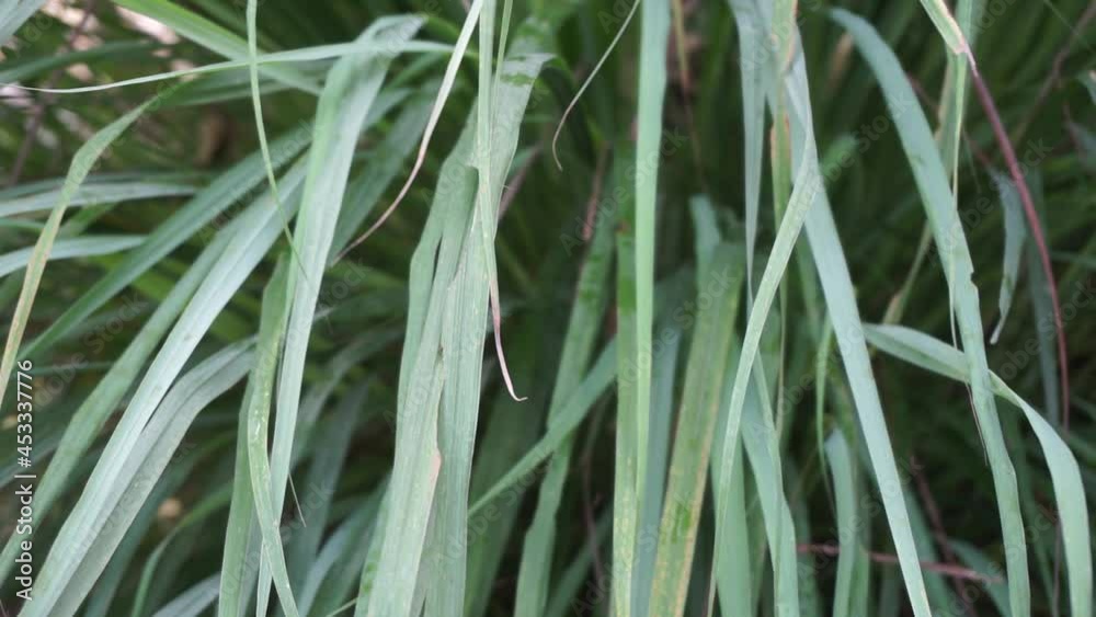 Lemon grass (also known as cymbopogon, barbed wire grass, silky heads ...