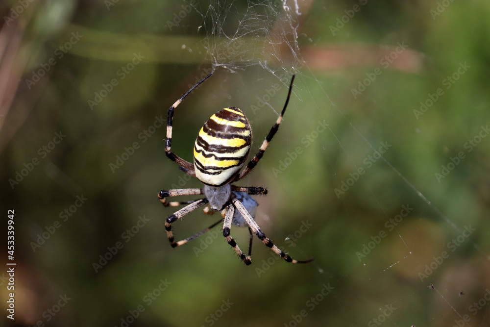 Agriope spider sitting on a web in a forest. Wasp spider, dangerous ...