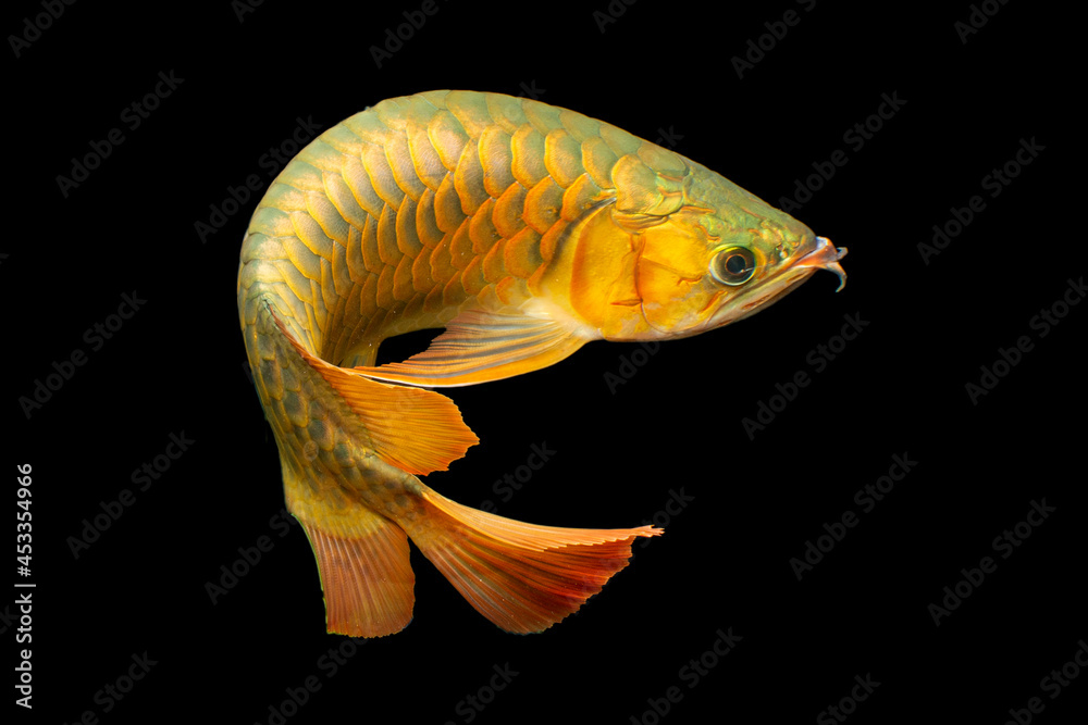 Gold Arowana Fish