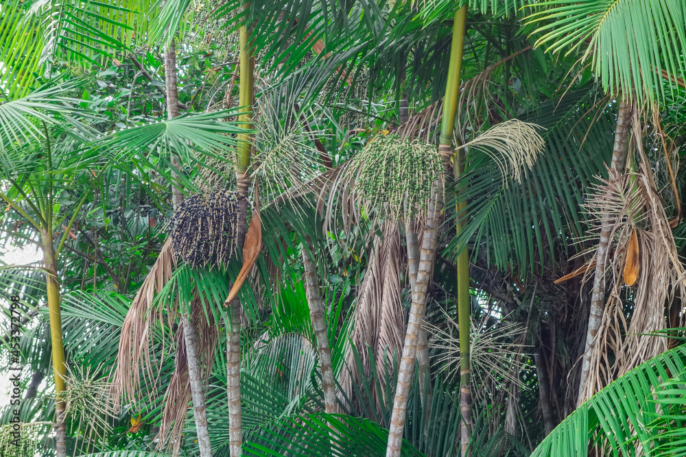 acai palm tree, brazilian amazonian fruit of tropical rainforest Stock ...