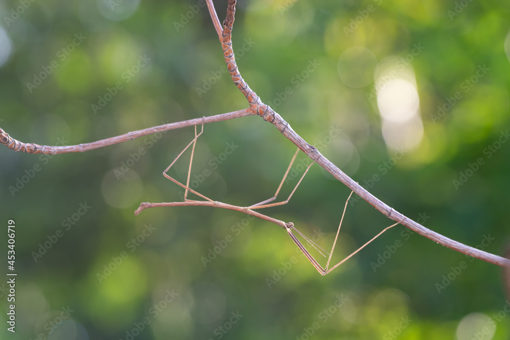 Walking stick insect or Phasmids (Phasmatodea or Phasmatoptera) also ...