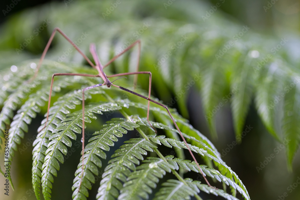 Walking stick insect or Phasmids (Phasmatodea or Phasmatoptera) also ...
