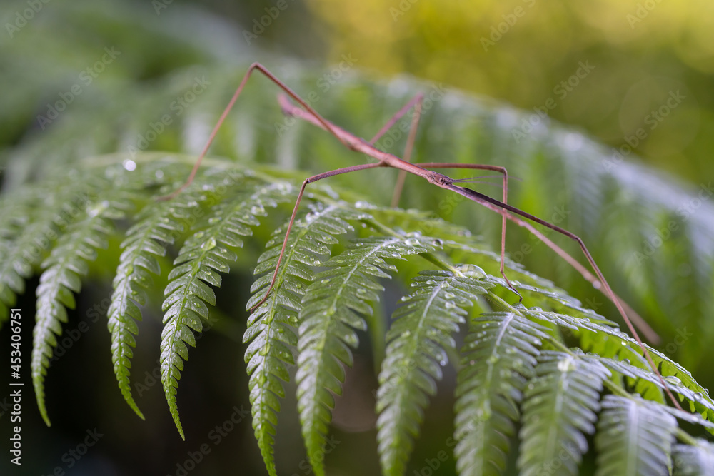 Walking stick insect or Phasmids (Phasmatodea or Phasmatoptera) also ...