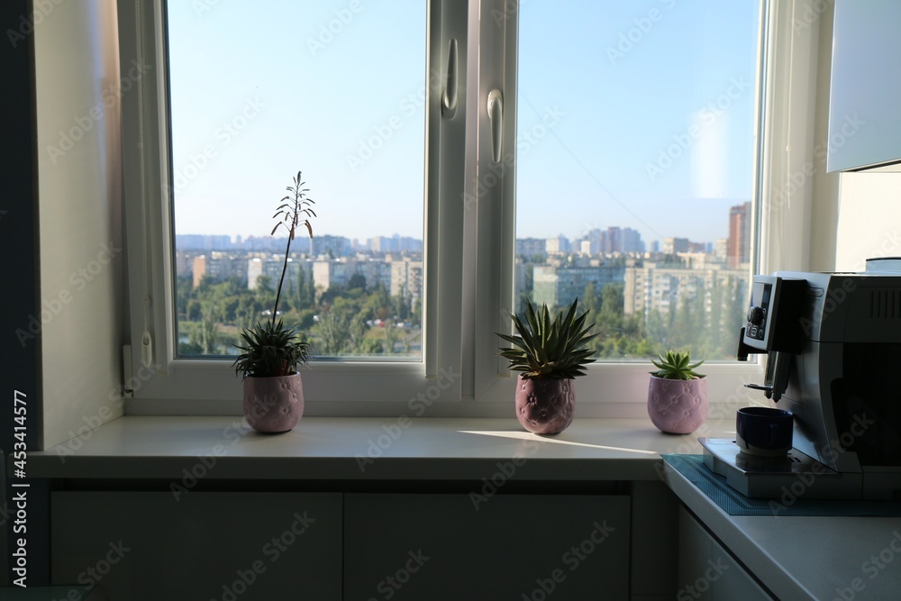 window, cactus, interior, home, house, view, room, glass, architecture ...