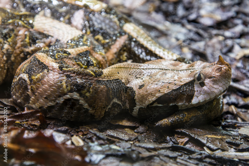The Gaboon viper (Bitis gabonica) is a viper species found in the ...