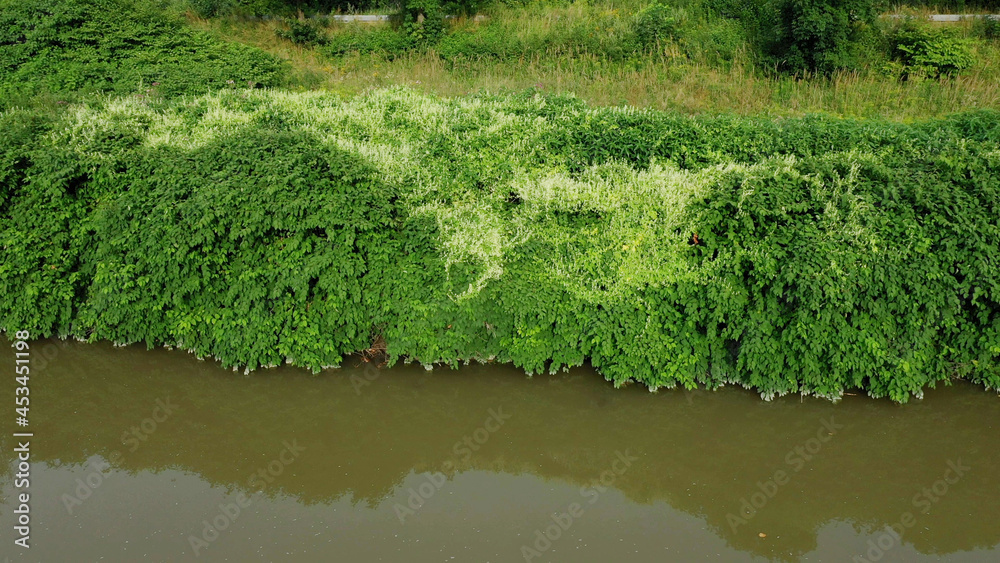 Knotweed Reynoutria dron aerial video shot Fallopia japonica Sakhalin ...