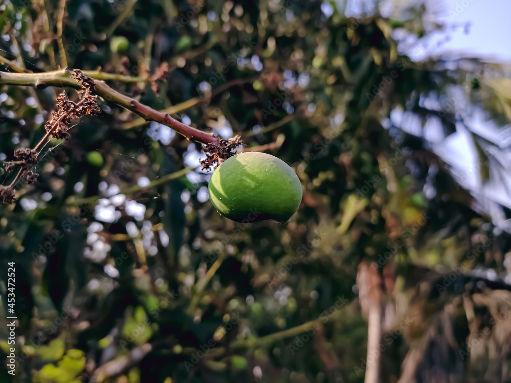 A mango is an edible stone fruit produced by the tropical tree ...