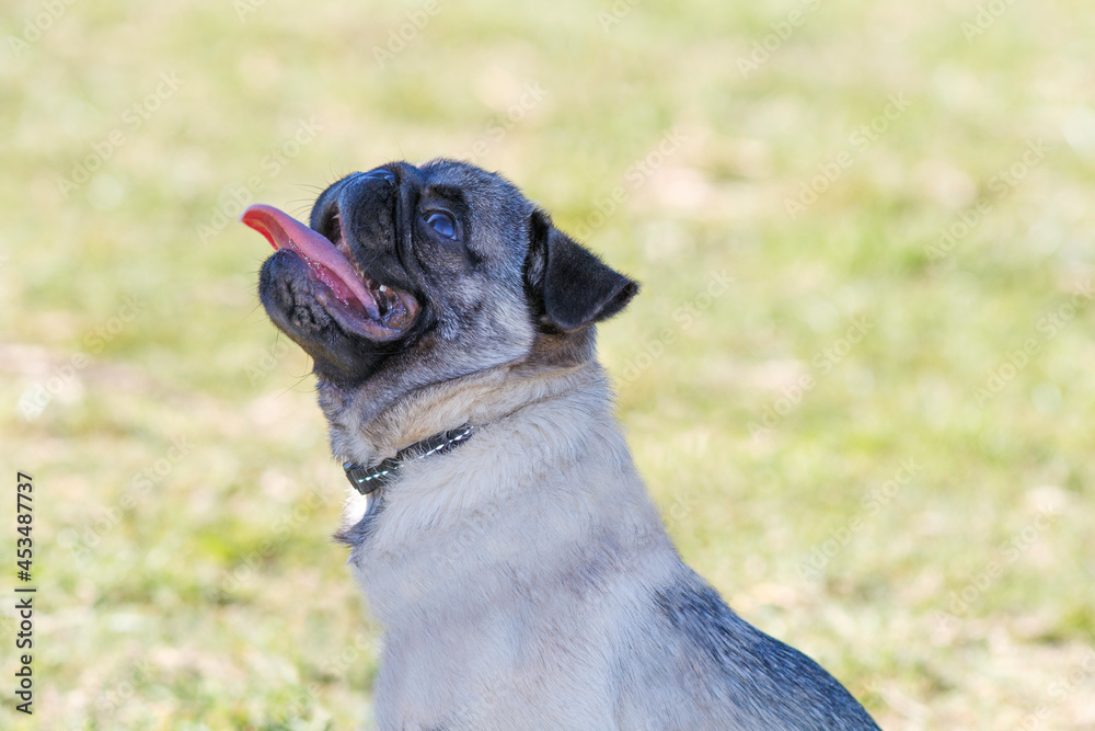 Happy pug dog looking up with tongue out on a hot day Stock Photo ...