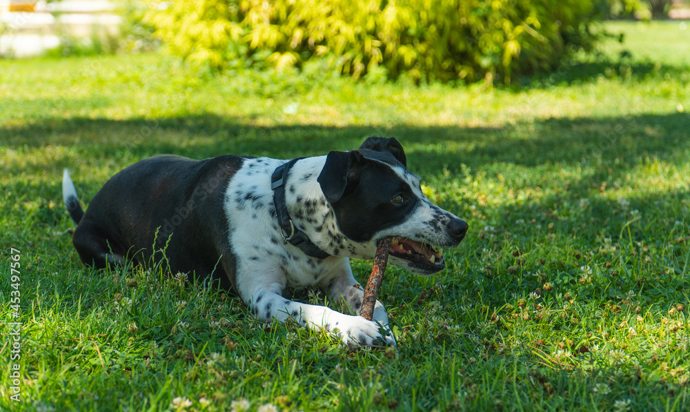 perro jugando con un palo en el parque, perro blanco con manchas negras ...