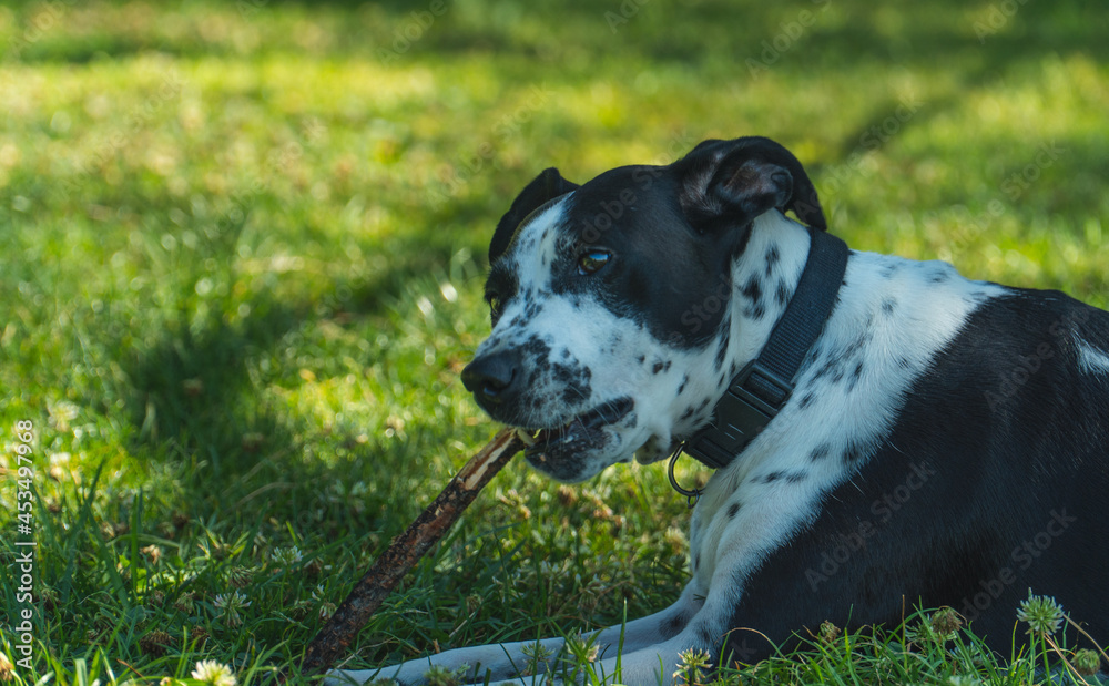 perro jugando con un palo en el parque, perro blanco con manchas negras ...