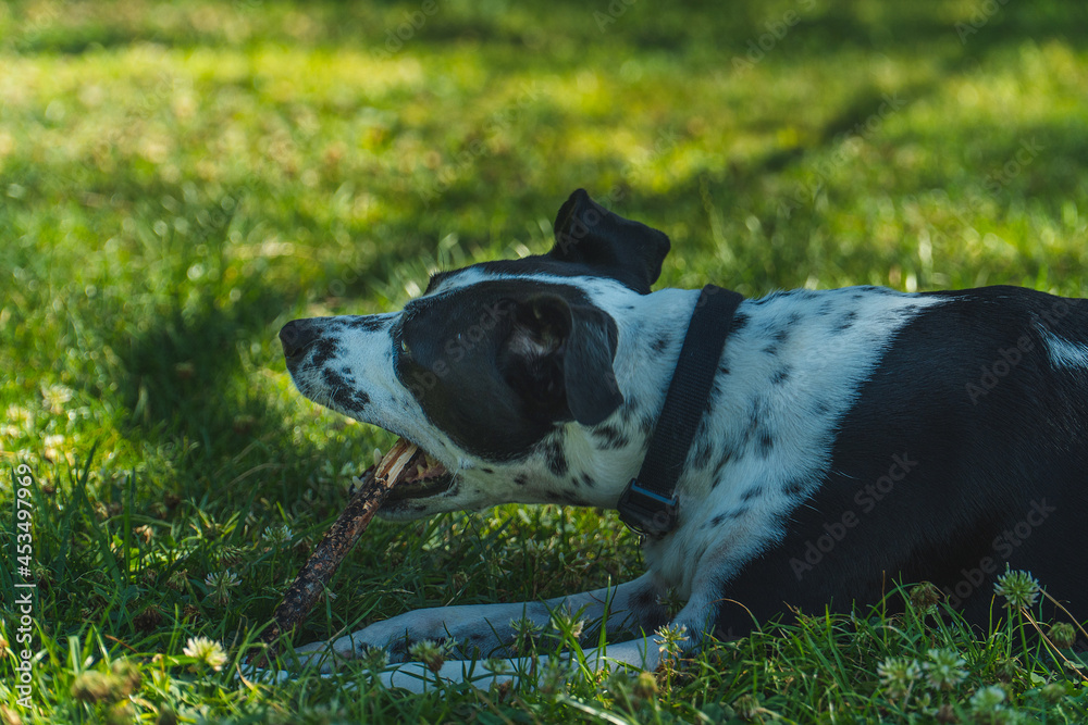 perro jugando con un palo en el parque, perro blanco con manchas negras ...