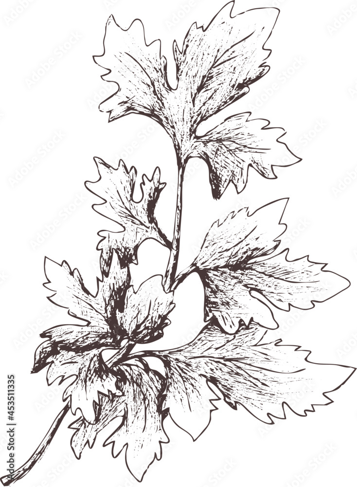 Hand drawn outline abstract vector image. Sprig of cilantro silhouette ...