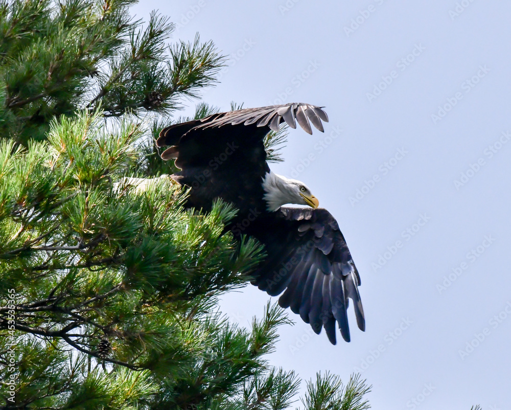 bald eagle taking off from a tree Stock Photo | Adobe Stock