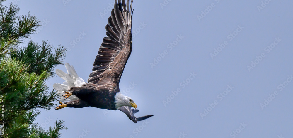 bald eagle taking off from a tree Stock Photo | Adobe Stock