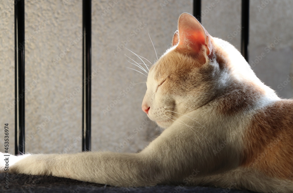 Gato relajándose en tarde soleada con una pared y reja de fondo ...