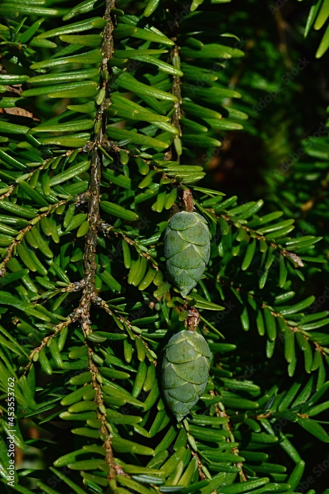 Immature cones and short shiny needles on coniferous Eastern Hemlock ...