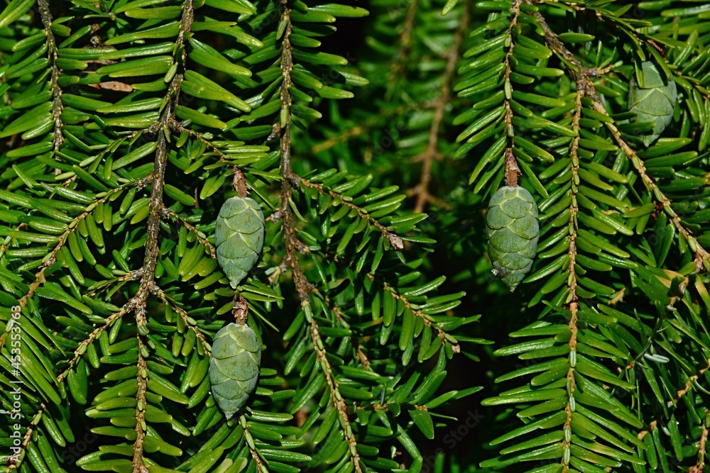 Green immature cones and short shiny needles on coniferous Eastern ...