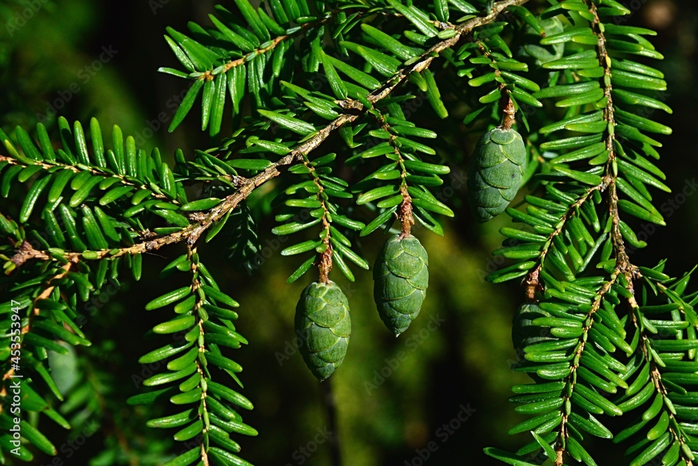 Eastern Hemlock Needles