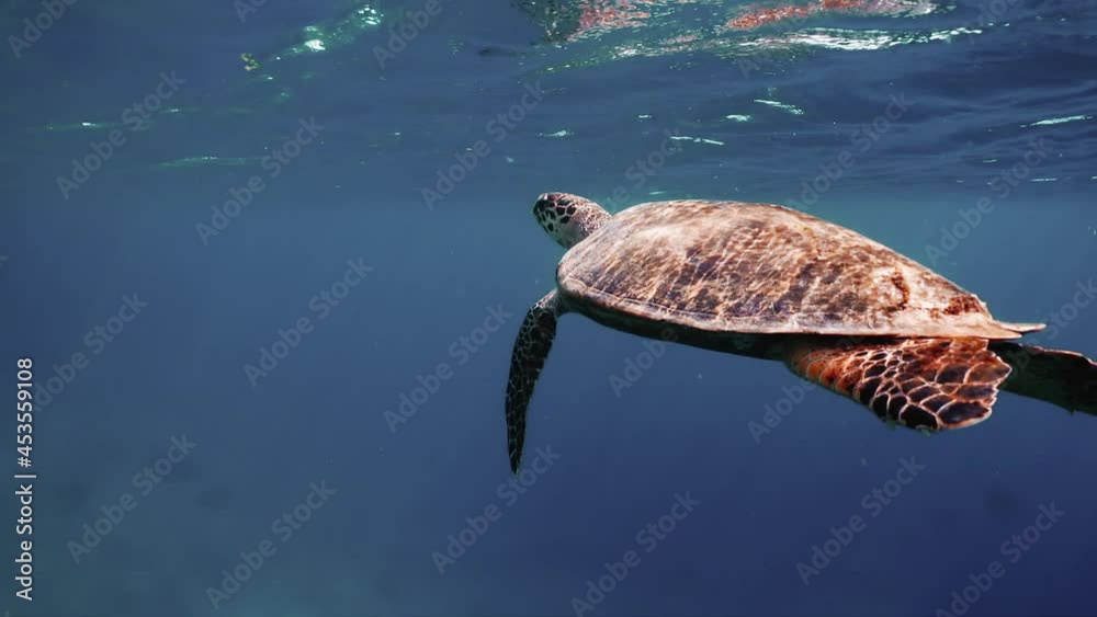 Green tropical turtle swimming with girl in clear blue sea. Beautiful ...