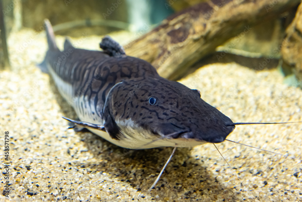 Spotted catfish in a muddy reservoir. Animals in the wild. Stock Photo ...