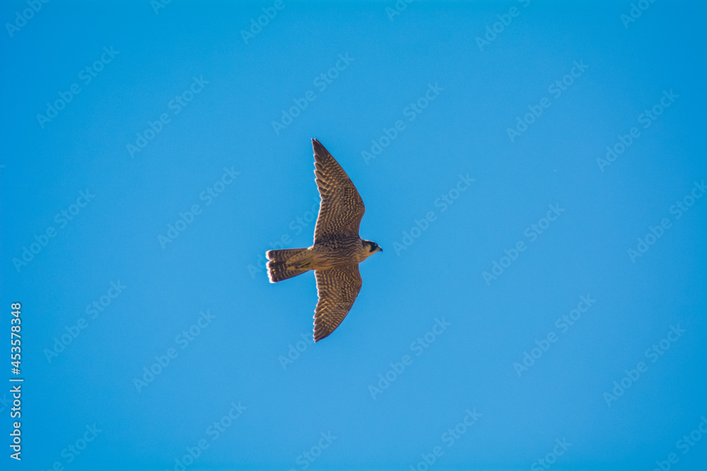 The peregrine Falco, alsoknow as the peregrine, and historically as the ...