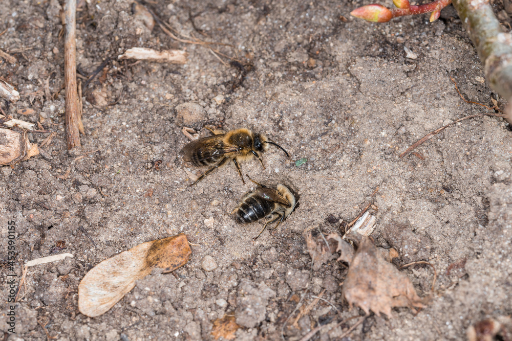 Erdbienen Weibchen und Männchen am Boden bei der Fortpflanzung und ...