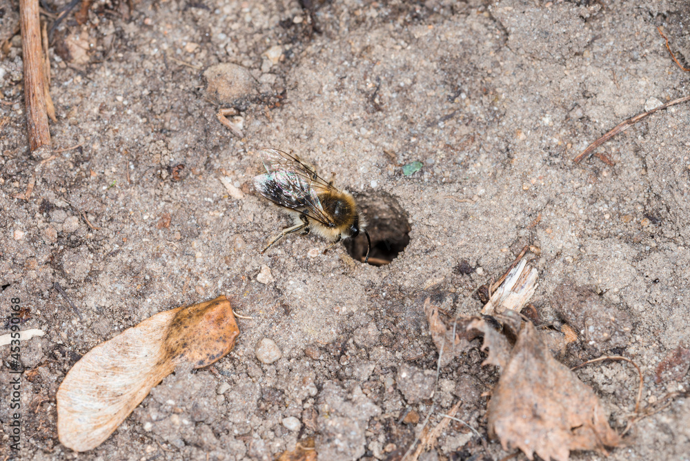 Erdbienen Weibchen und Männchen am Boden bei der Fortpflanzung und ...